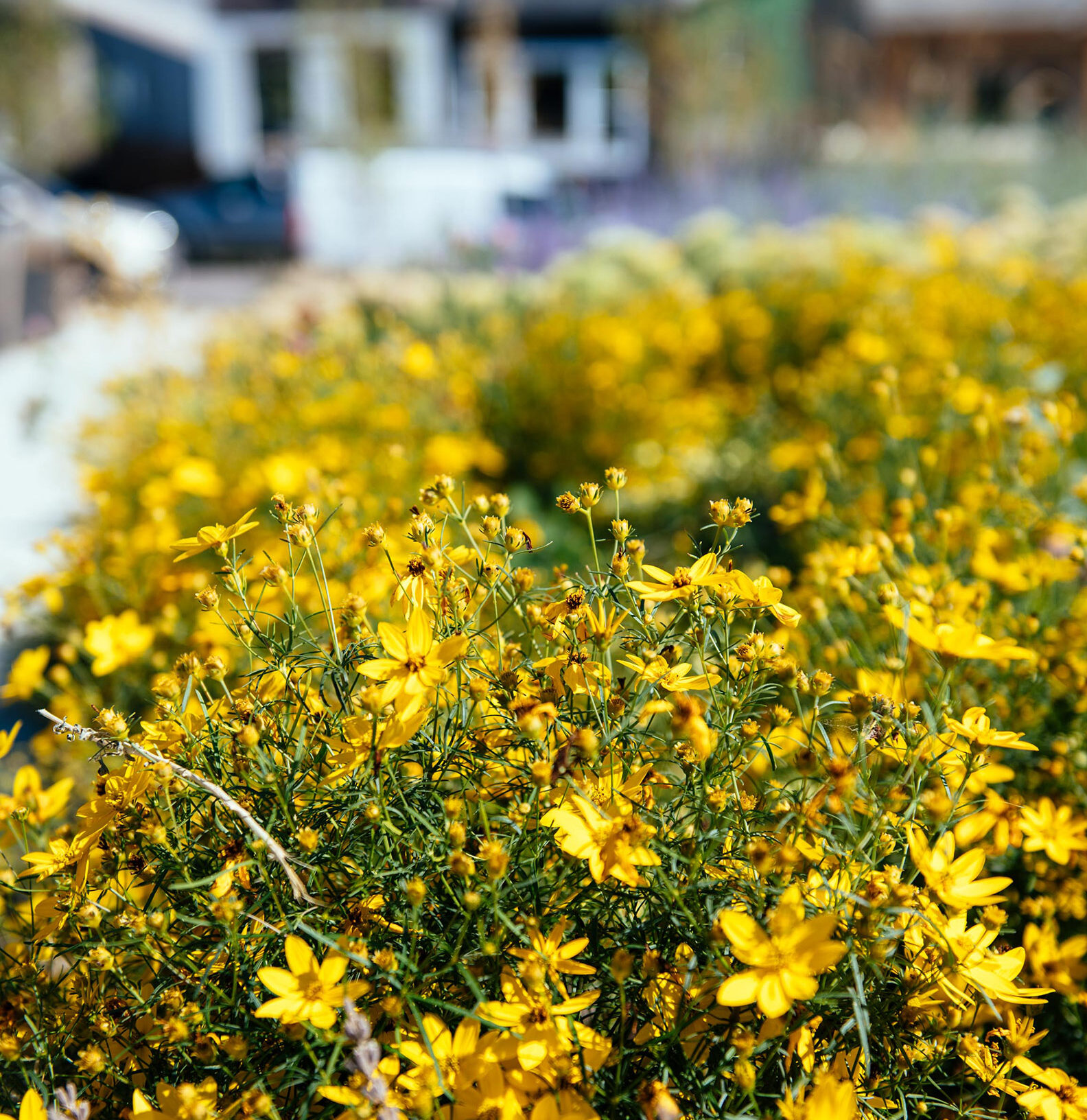 Baseline Basics - Baseline